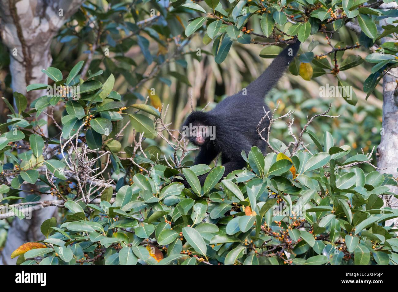 Black spider monkey (Ateles chamek) in tree, Madidi National Park ...