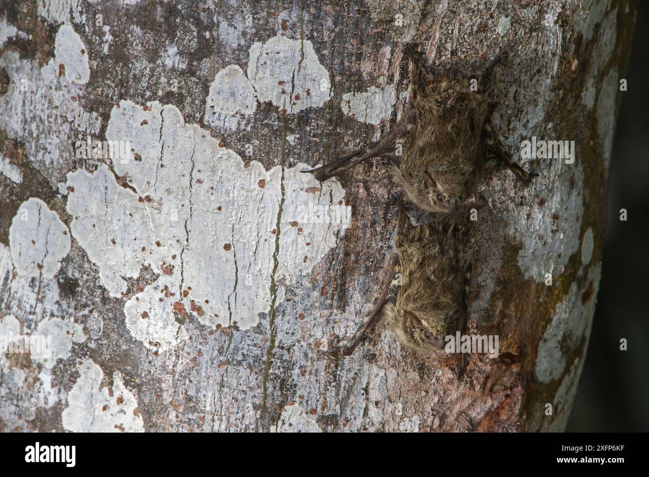 Proboscis bat (Rhynchonycteris naso) roosting on tree trunk, Madidi ...