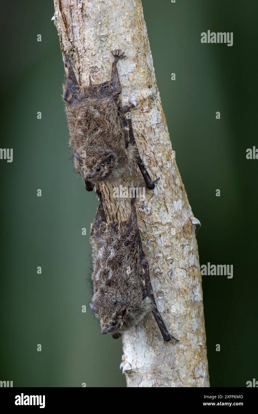Proboscis Bat (Rhynchonycteris naso) Madidi National Park, Bolivia ...