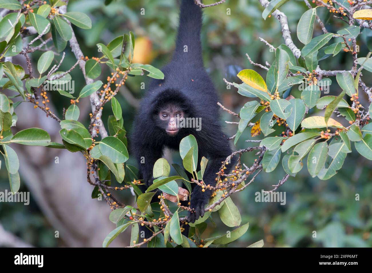 Black spider monkey (Ateles chamek) in tree, Madidi National Park ...