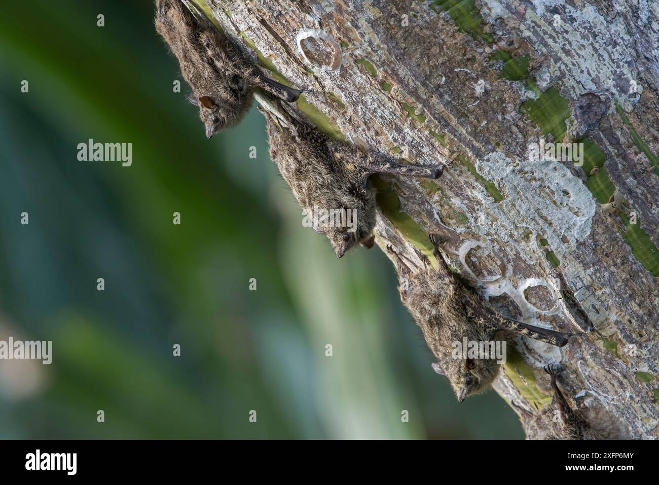 Proboscis bat (Rhynchonycteris naso) on tree, Madidi National Park ...