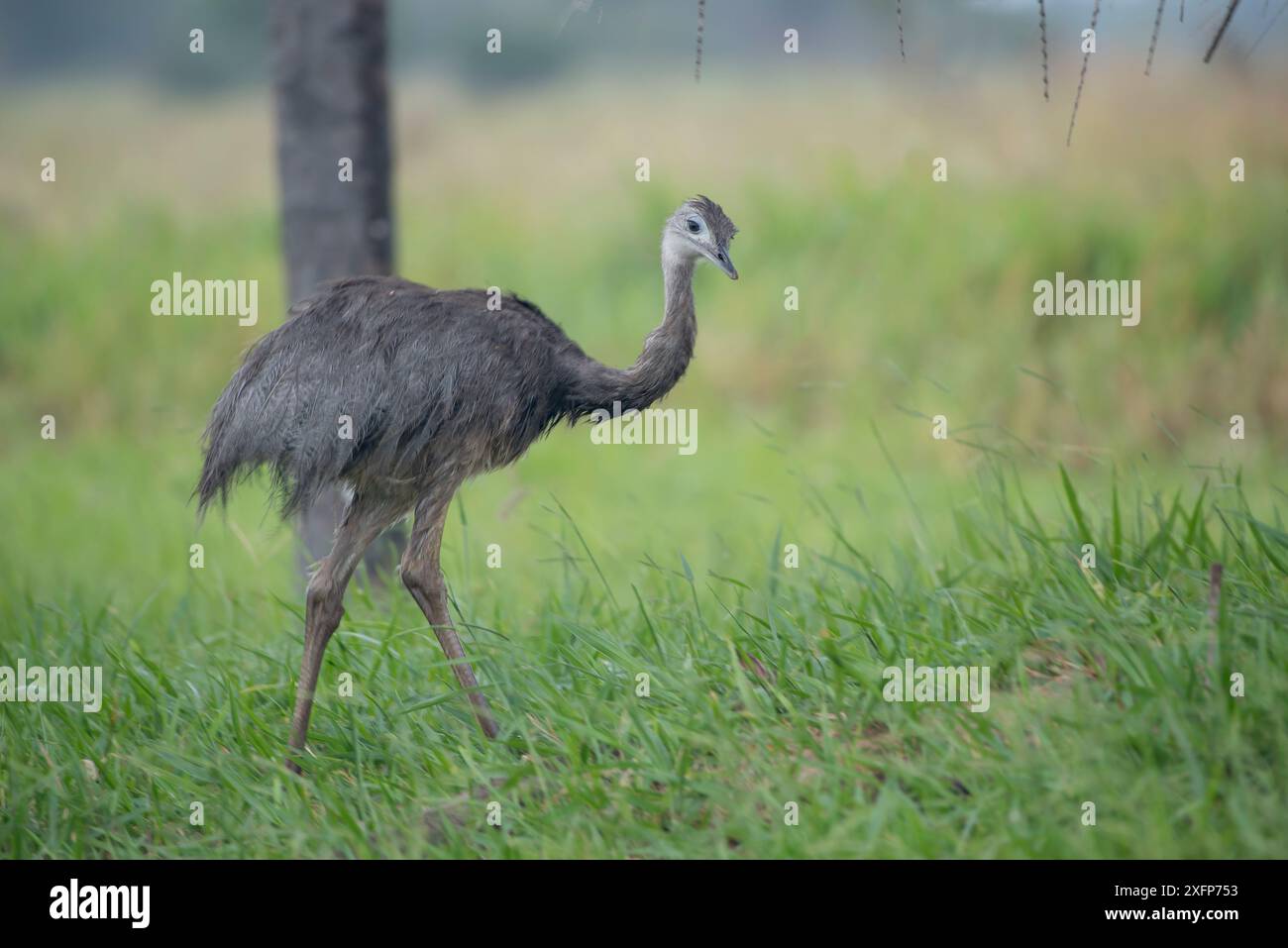 Struthio rhea hi-res stock photography and images - Alamy
