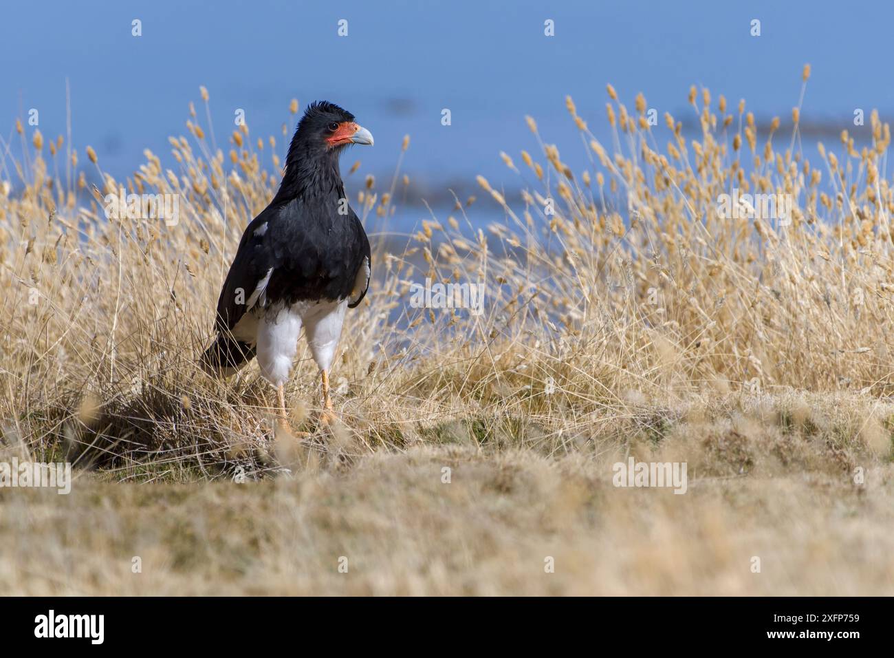 Mountain Caracara (Phalcoboenus megalopterus) Laguna Canapa, Altiplano ...
