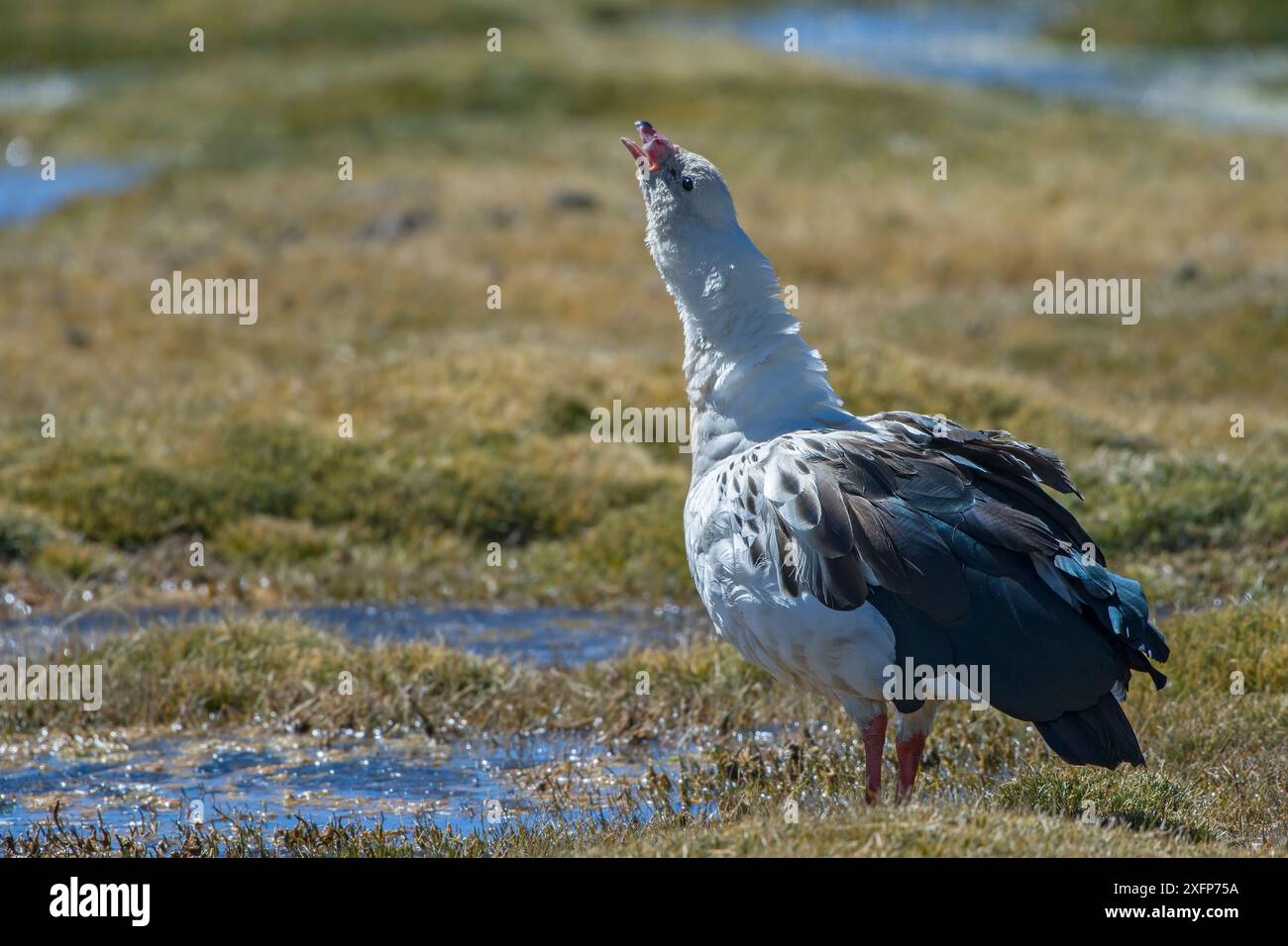 Andean Goose(Chloephaga melanoptera) calling, Quetena, Altiplano ...