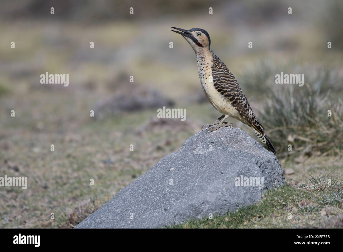 Andean Flicker (Colaptes rupicola) Sajama National Park, Altiplano ...