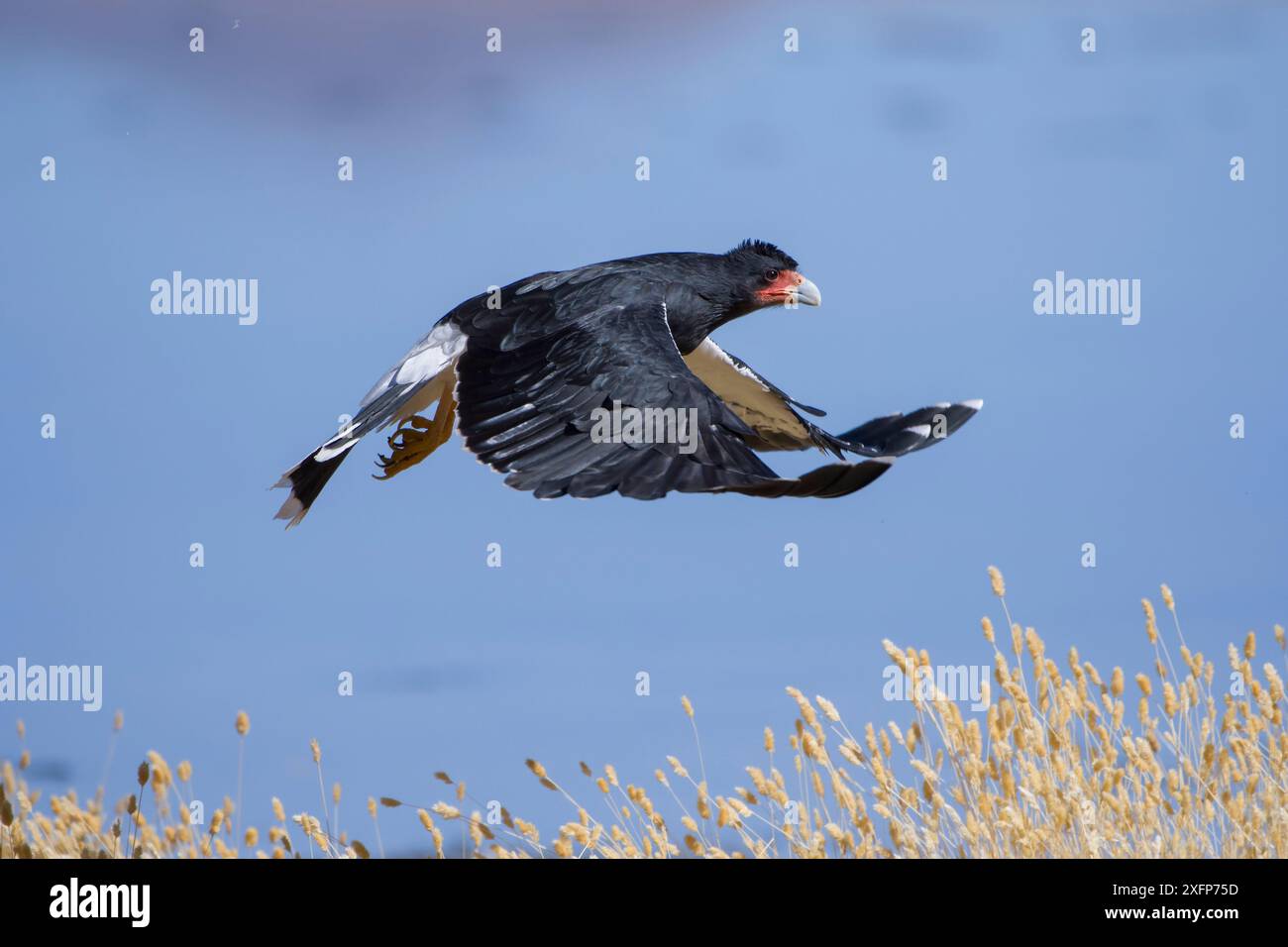 Mountain caracara (Phalcoboenus megalopterus) in flight, Laguna Canapa ...
