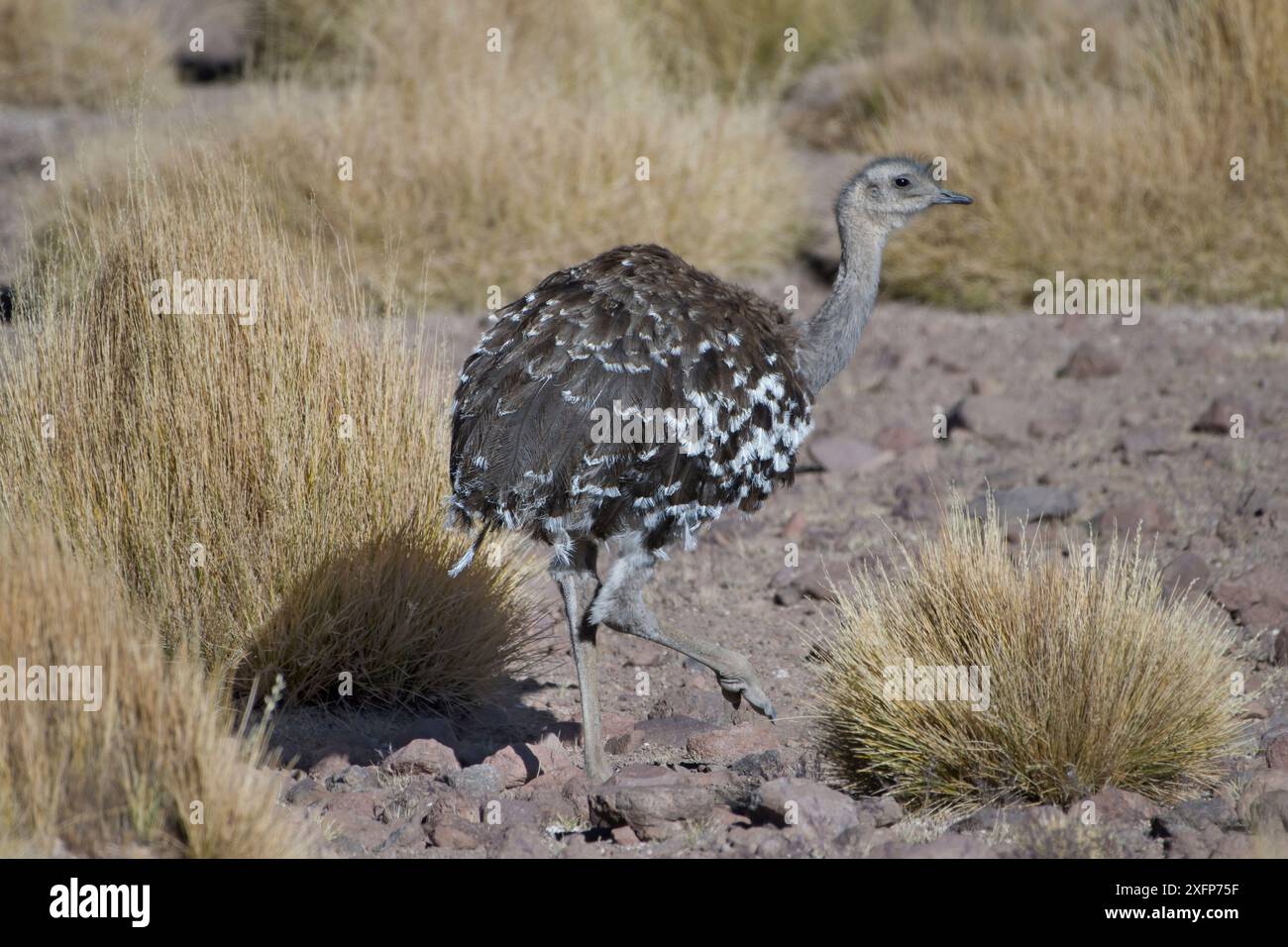 Lesser rhea (Pterocnemia pennata) Quetena, Altiplano, Bolivia Stock ...