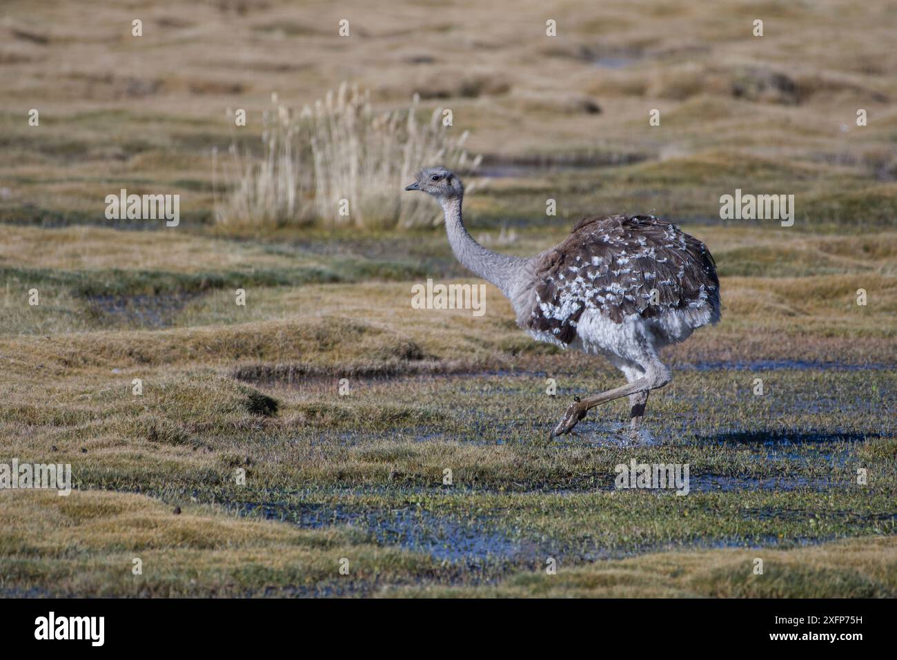 Lesser rhea (Pterocnemia pennata) Quetena, Altiplano, Bolivia Stock ...