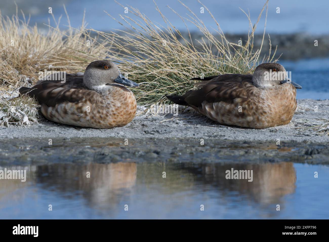 Crested duck (Anas specularioides) two resting on shore of Laguna ...