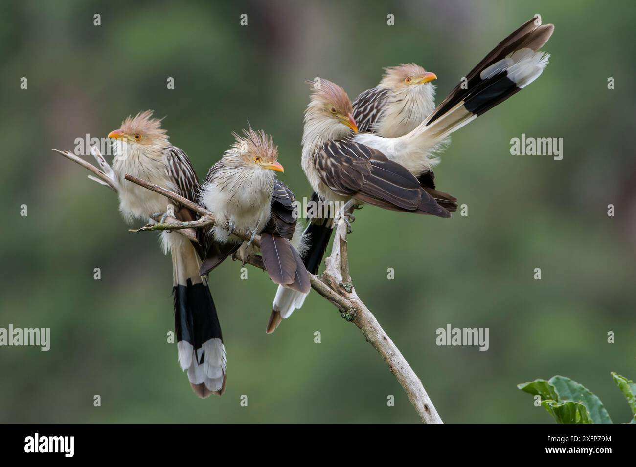 Guira cuckoo group hi-res stock photography and images - Alamy