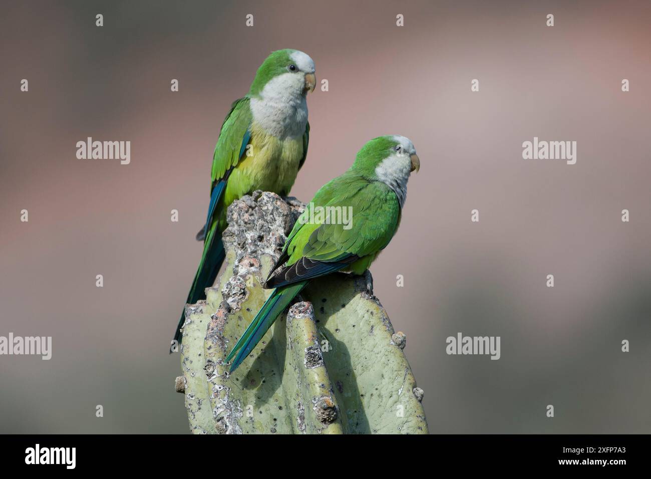 Cliff parakeets (Myiopsitta luchsi) perched on cactus, Red-fronted ...