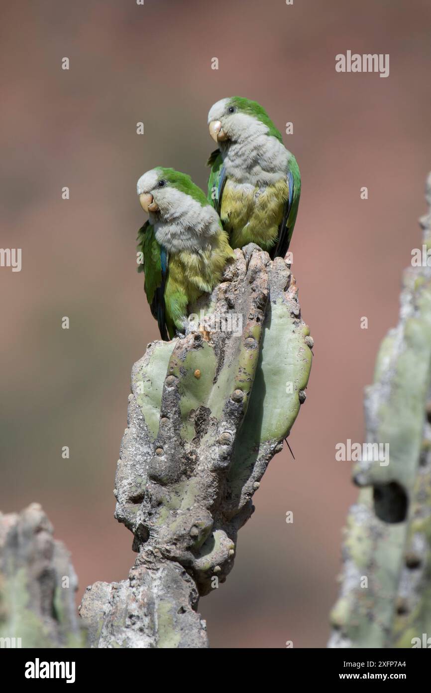 Cliff parakeets (Myiopsitta luchsi) perched on cactus, Red-fronted ...