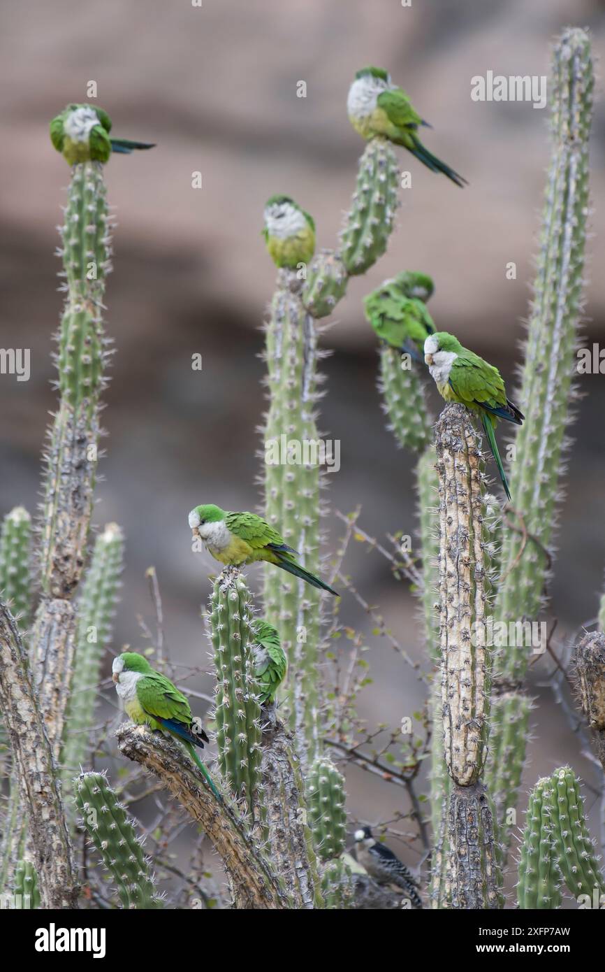 Cliff parakeets (Myiopsitta luchsi) perched on cactus, Red-fronted ...