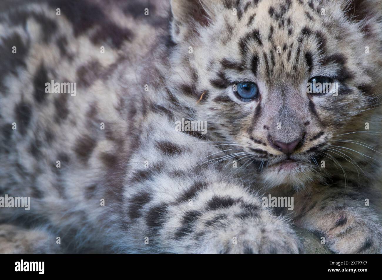Snow leopard (Panthera uncia) cub age three months, captive Stock Photo ...