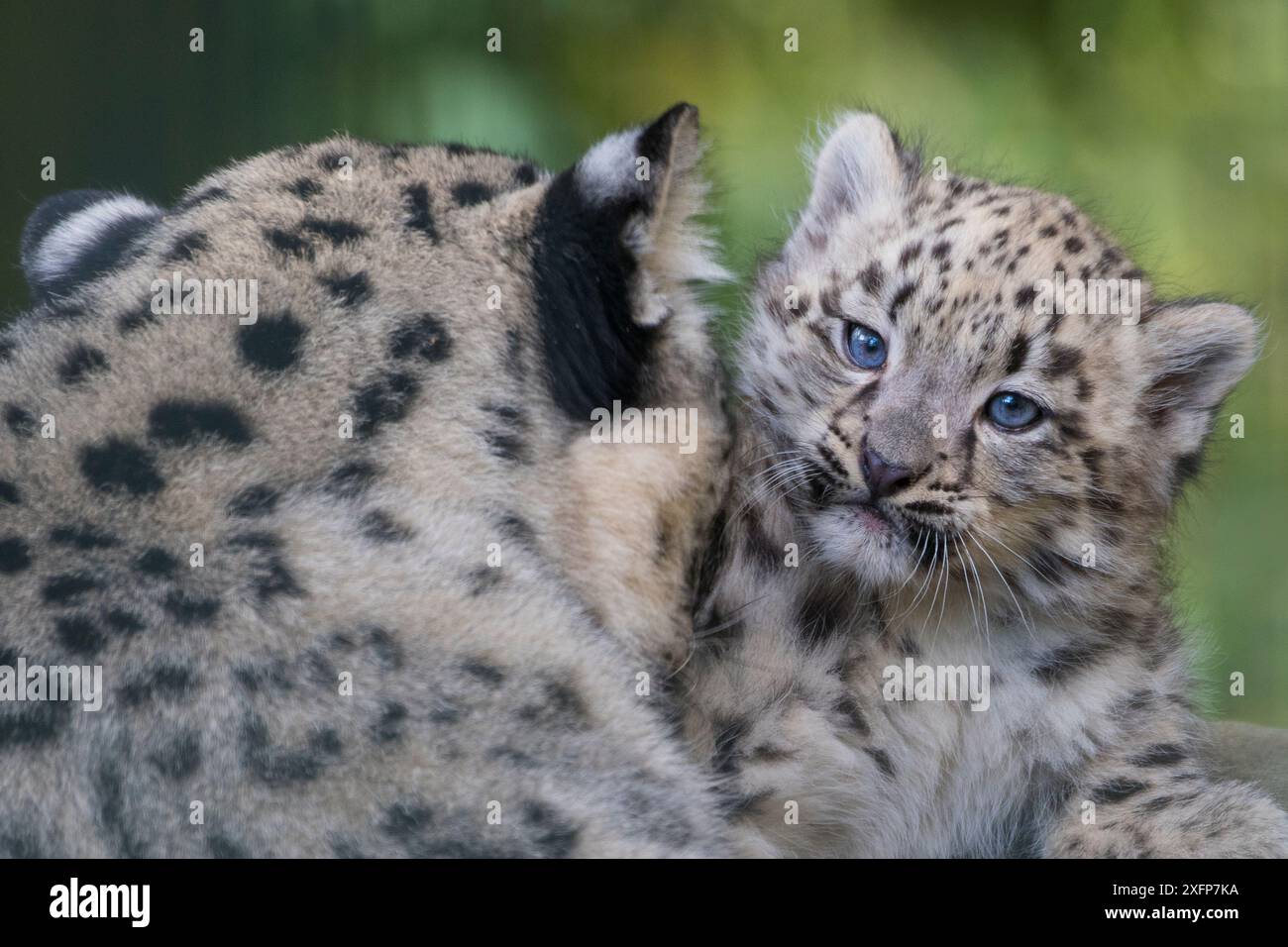 Snow leopard (Panthera uncia) mother grooming cub age three months ...