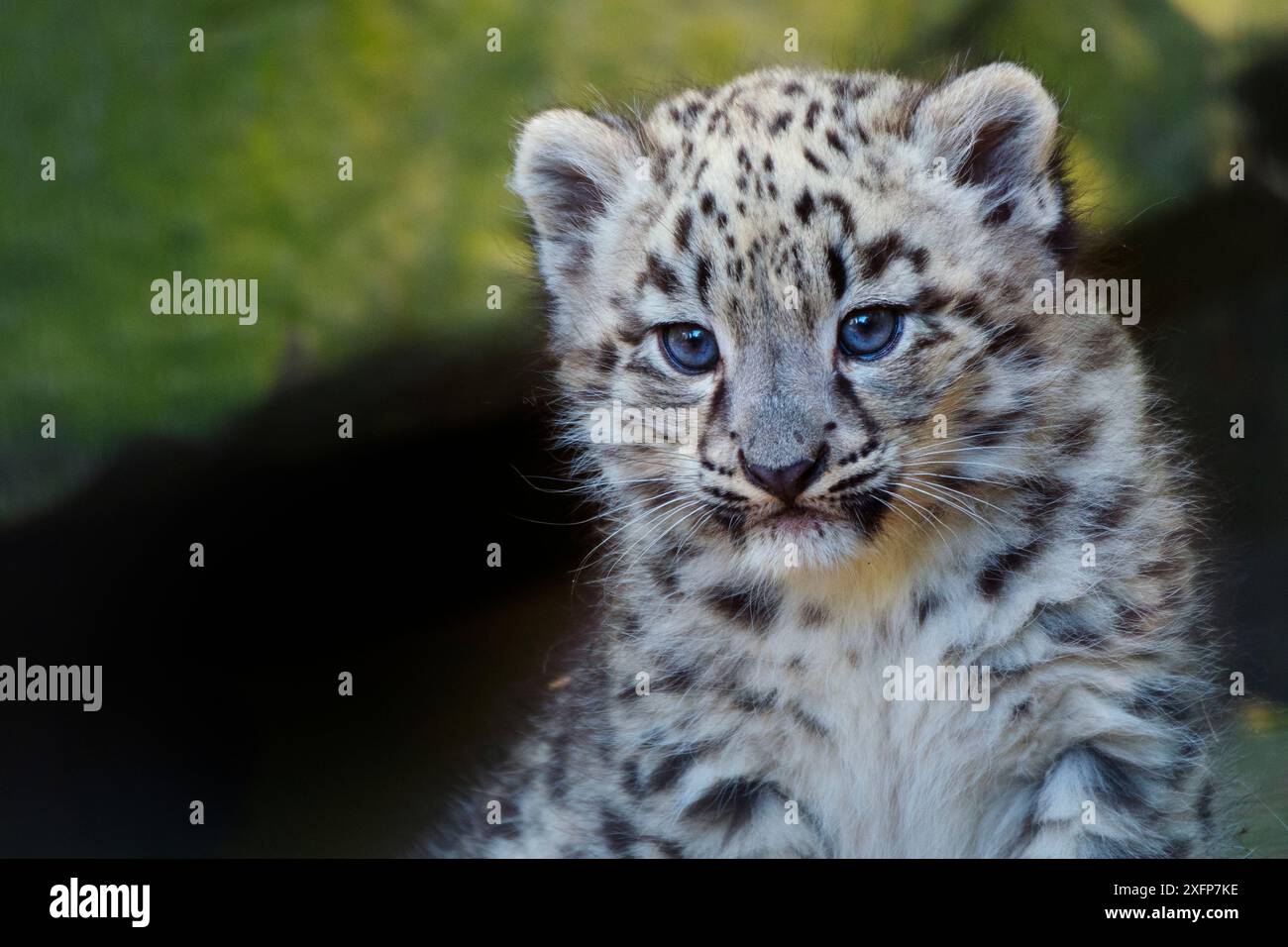 Snow leopard (Panthera uncia) age three months, captive Stock Photo - Alamy