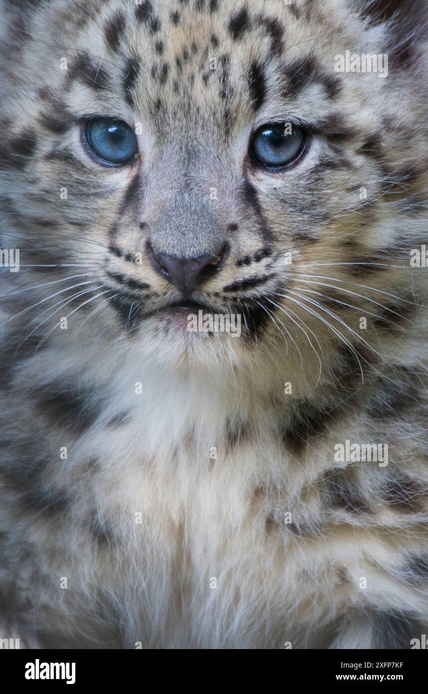 Snow leopard (Panthera uncia) cub age three months, captive Stock Photo ...