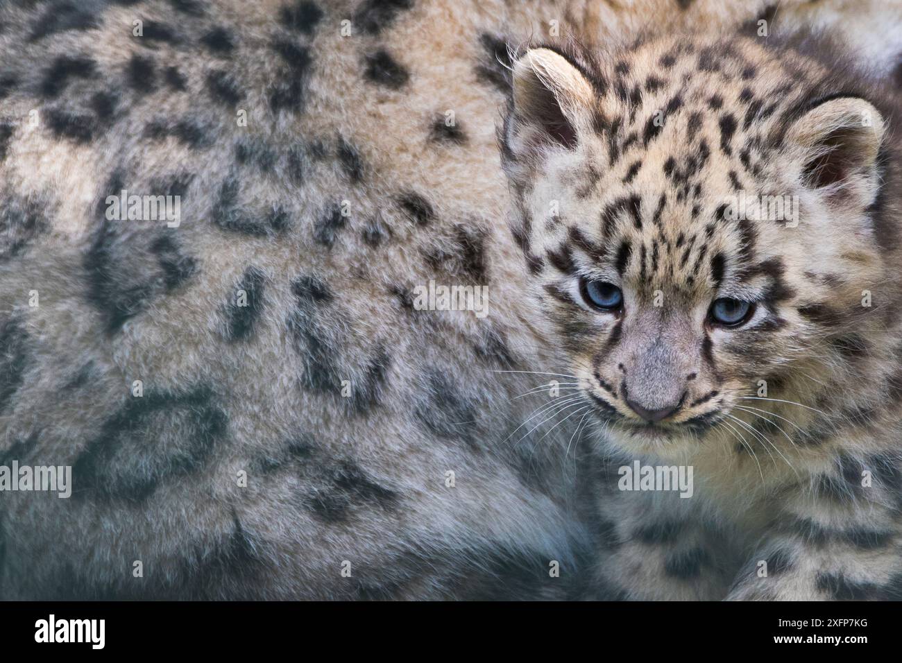 Snow leopard (Panthera uncia) cub age three months next to mother ...