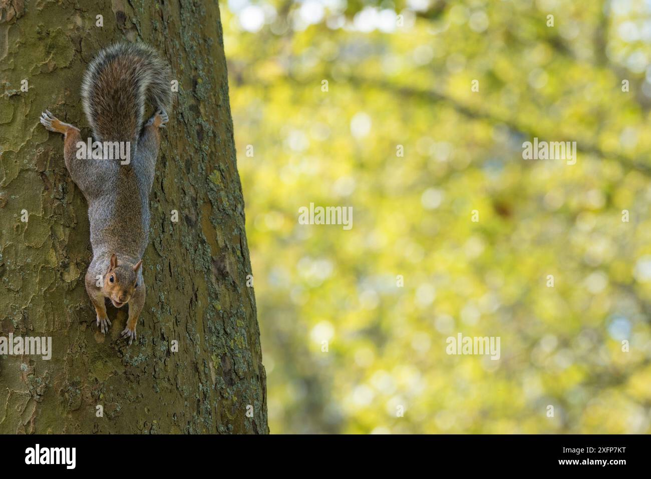Grey Squirrel (Sciurus carolinensis) climbing down tree, St James Park ...
