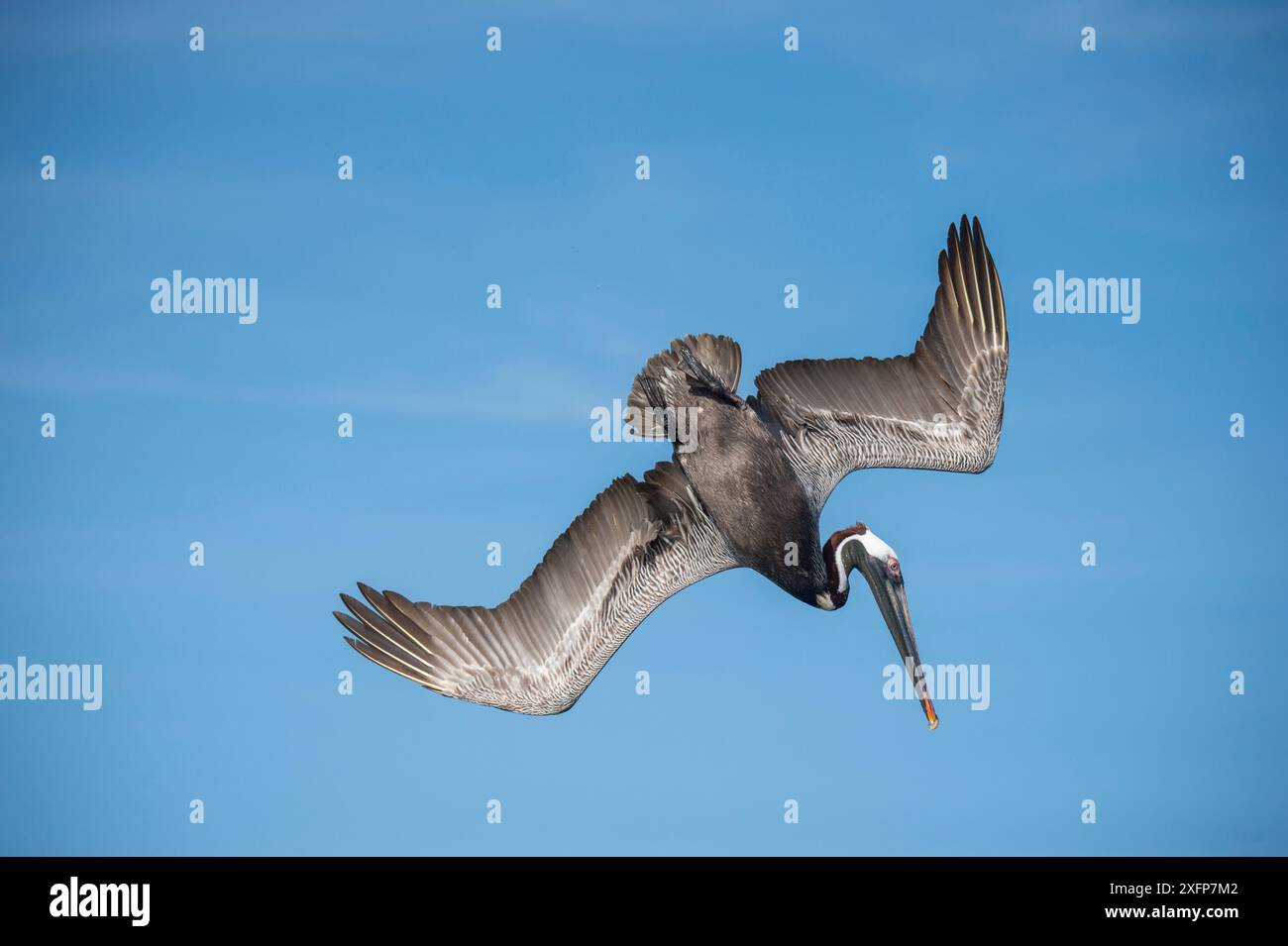 Brown pelican (Pelecanus occidentalis) diving, Urvina Bay, Isabela ...