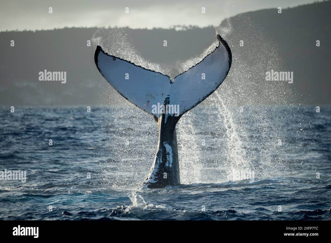 Humpback whale (Megaptera novaeangliae) tail fluke, Vava'u, Tonga Stock ...