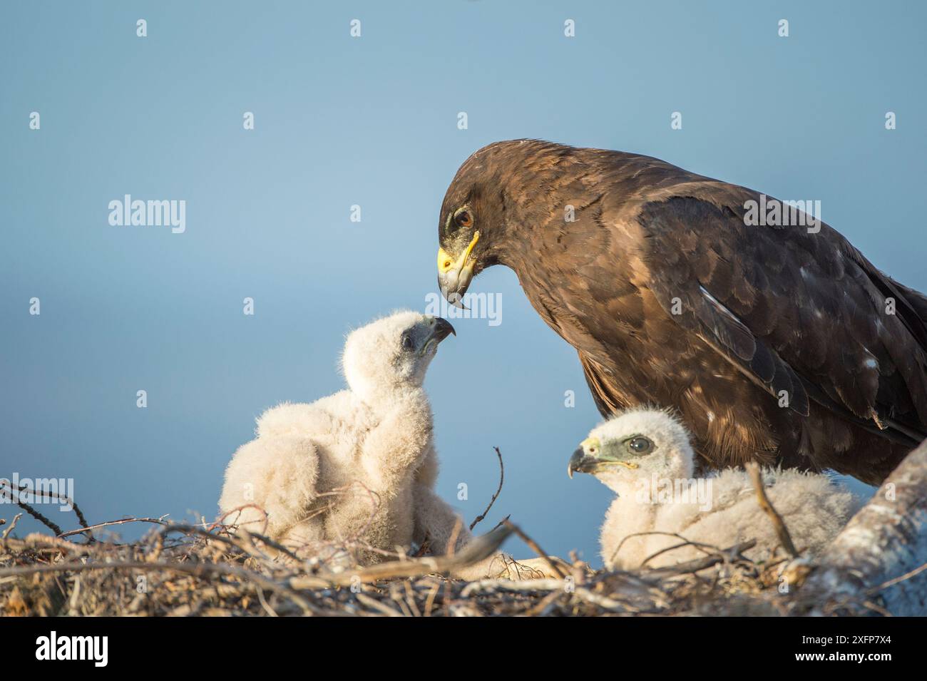 Galapagos hawk (Buteo galapagoensis) feeding chicks at nest, Sullivan ...