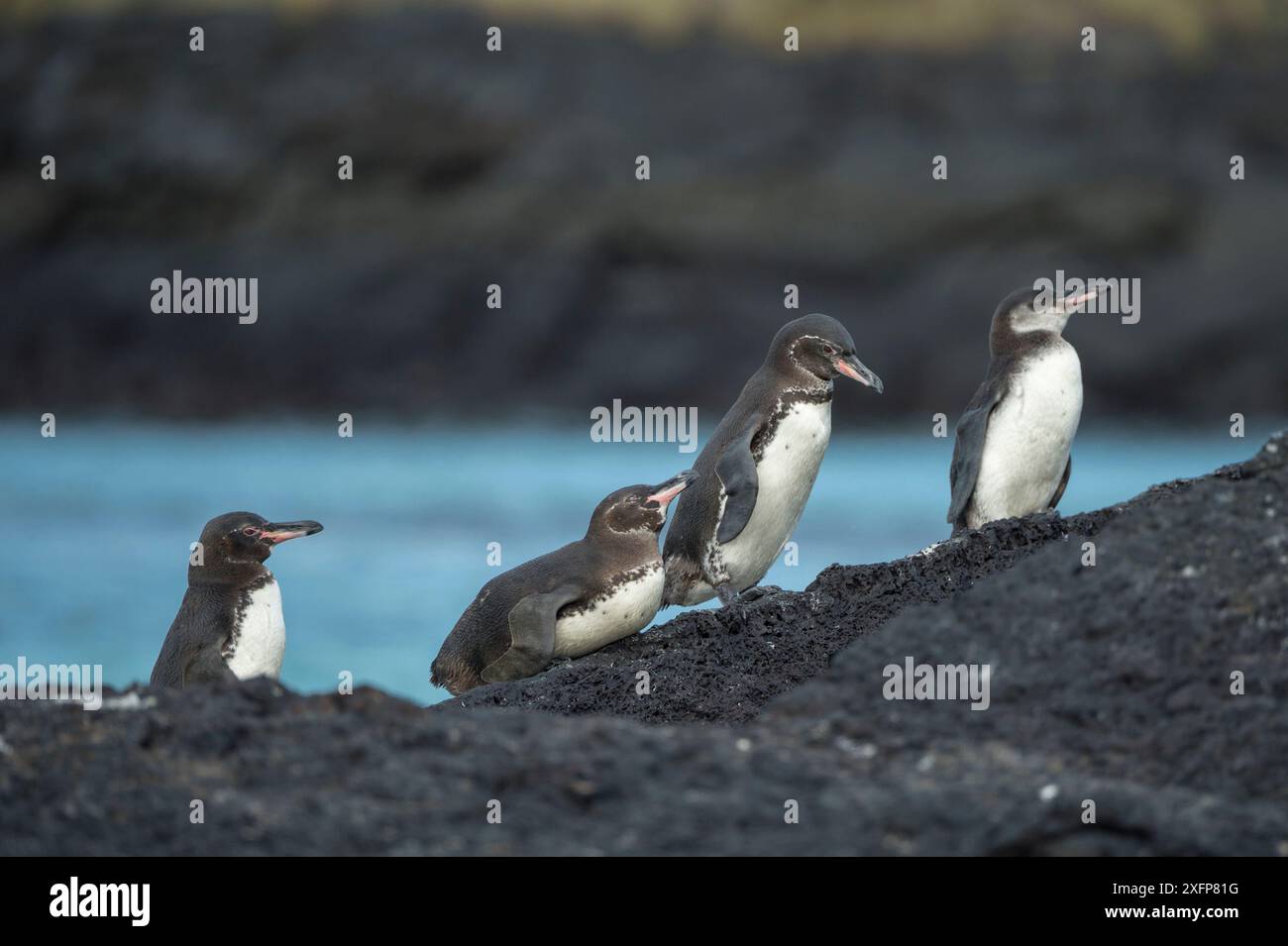 Galapagos penguin (Spheniscus mendiculus) Punta Moreno, Isabela Island ...