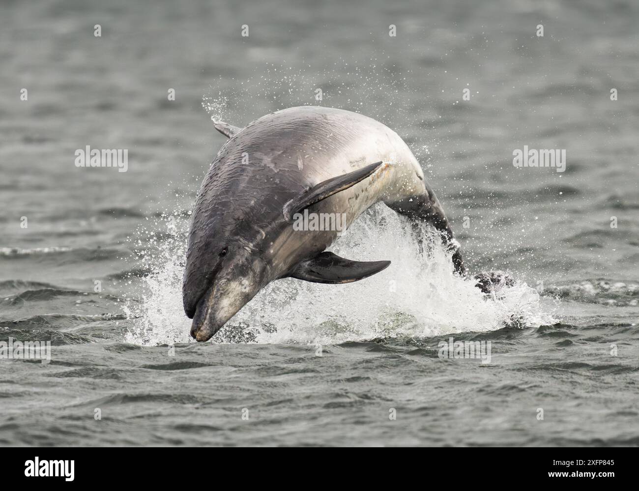 Bottlenose dolphin jumping out of water hi-res stock photography and images - Alamy