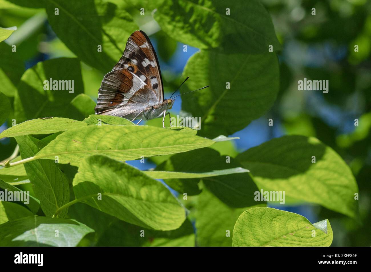 Purple emperor butterfly (Apatura iris), male on a leaf, Finland ...
