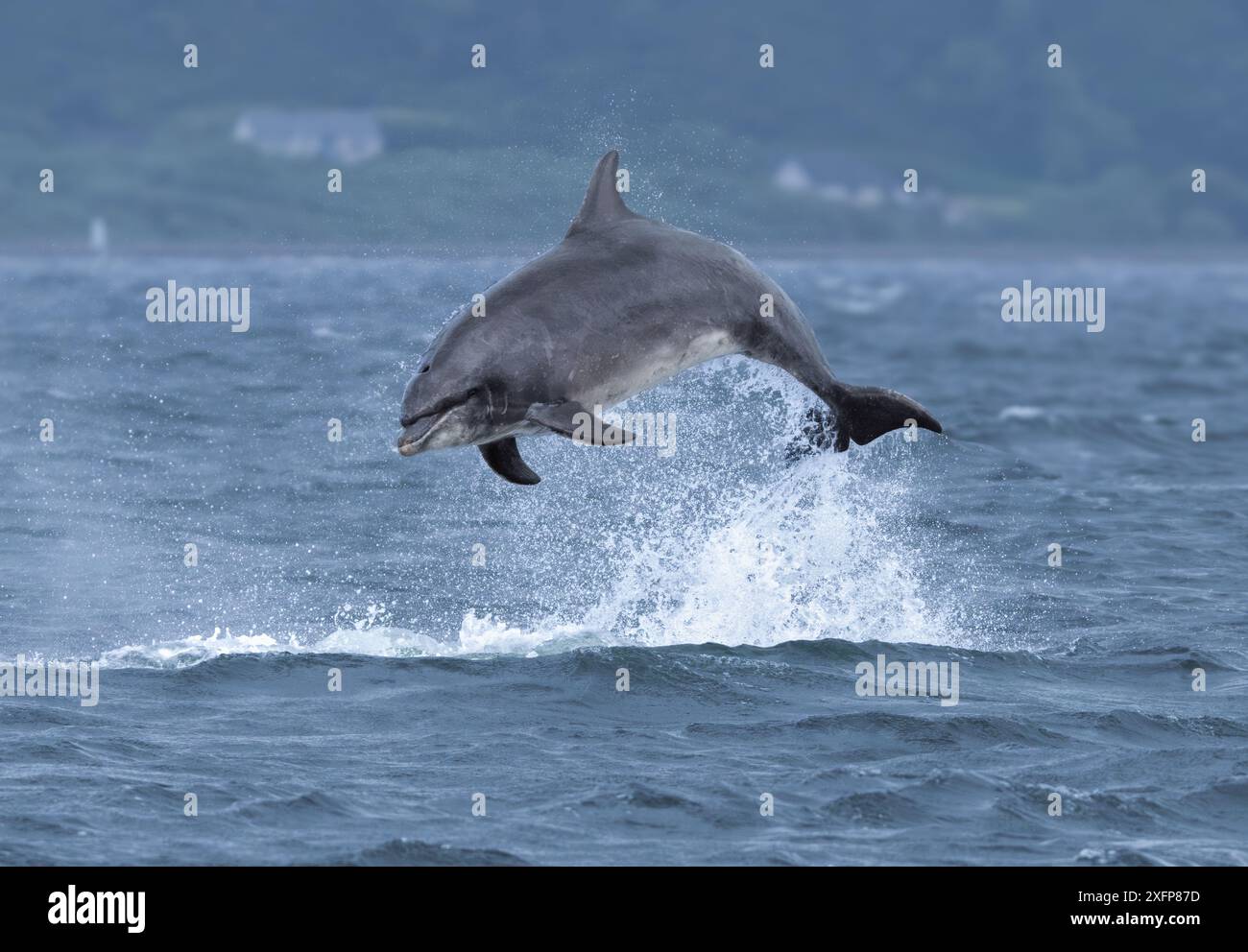 Bottlenose dolphin jumping out of water hi-res stock photography and images - Alamy