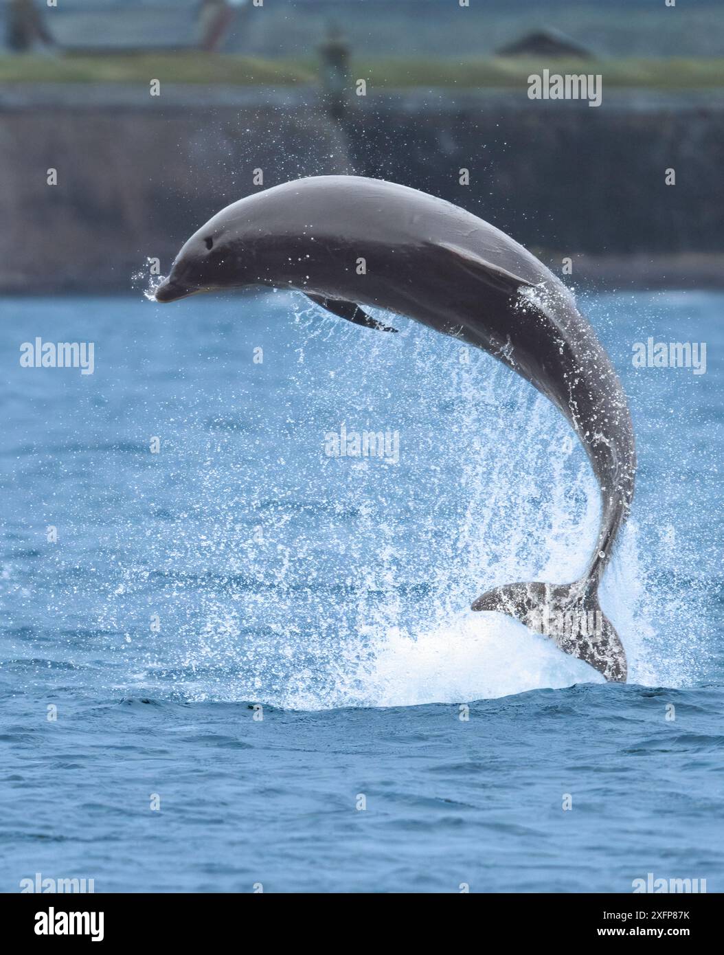 Bottlenose Dolphin (Tursiops truncatus) breaching at Chanonry Point, Scotland Stock Photo - Alamy