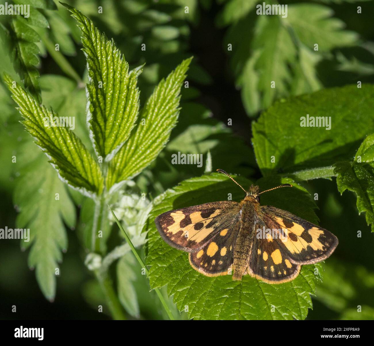 Northern chequered skipper (Carterocephalus silvicola), female, Finland ...
