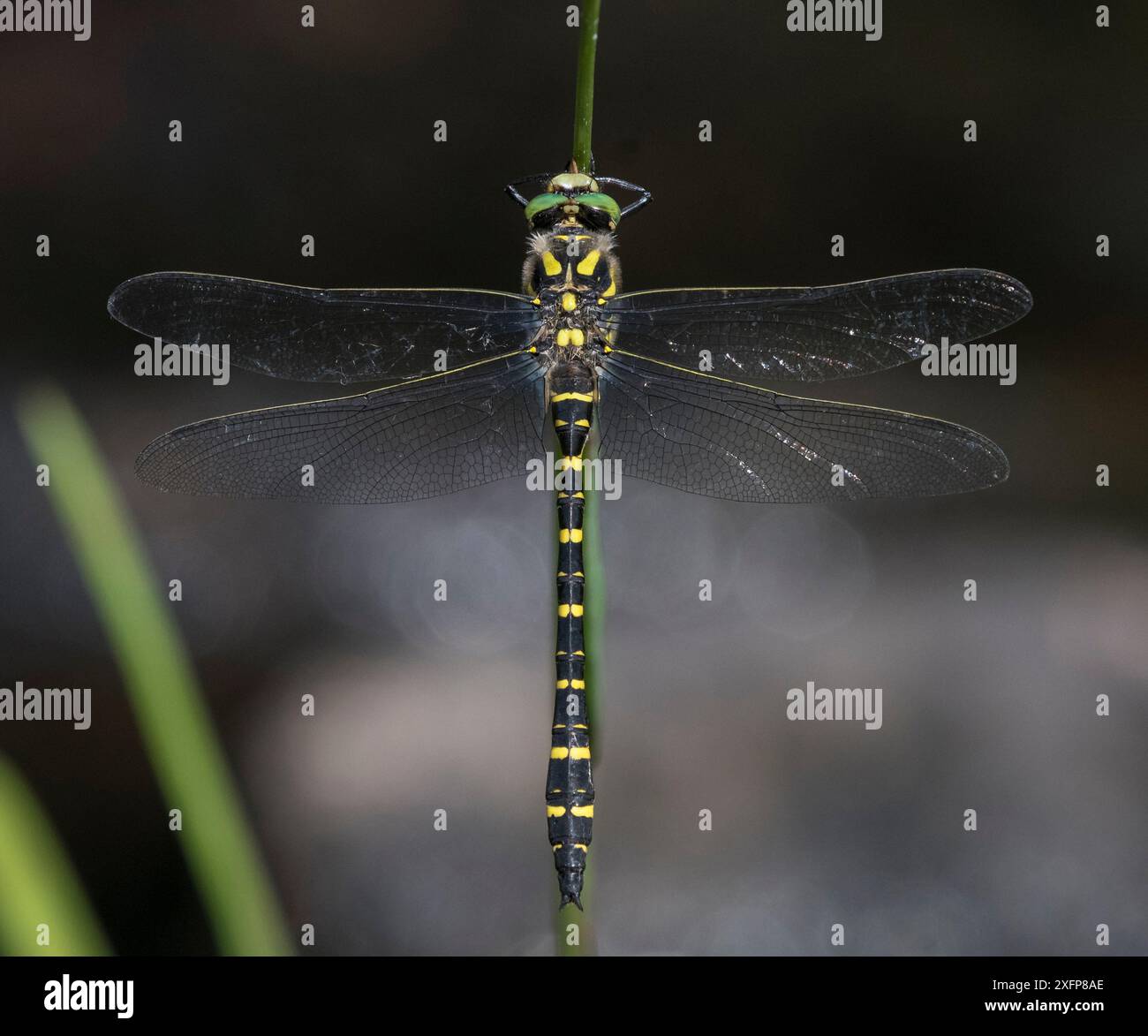 Common goldring dragonfly hi-res stock photography and images - Alamy