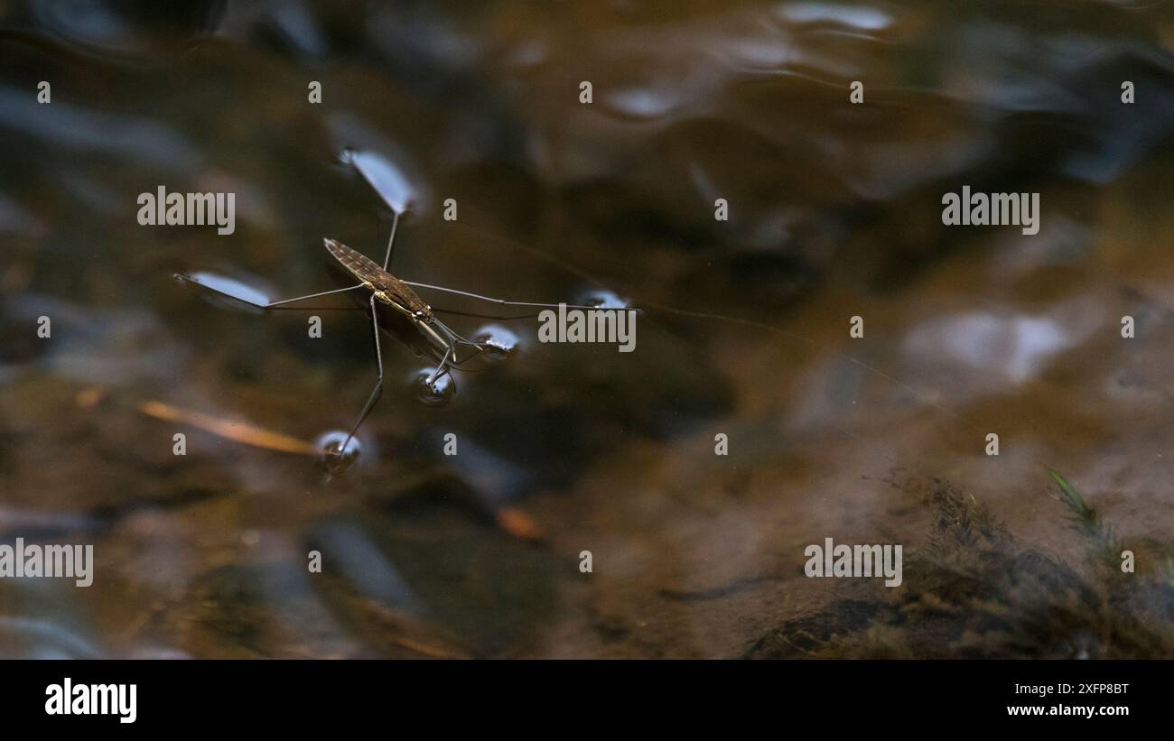 Pondskater (Gerris najas), Finland, August Stock Photo - Alamy