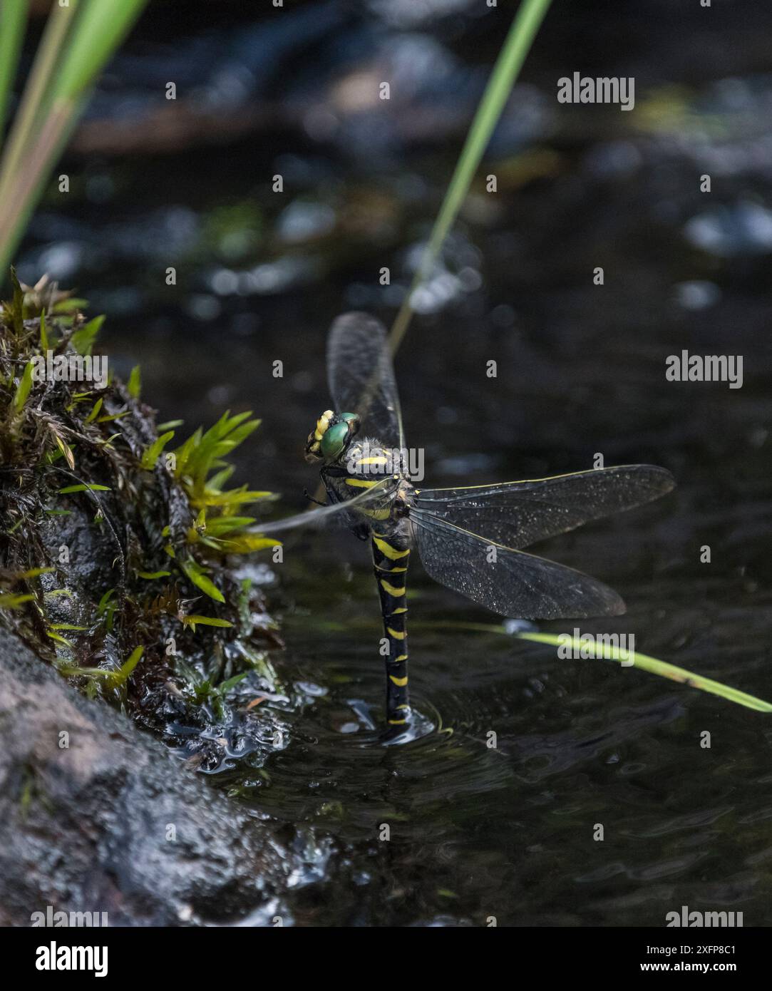 Golden-ringed dragonfly (Cordulegaster boltonii), female laying eggs ...