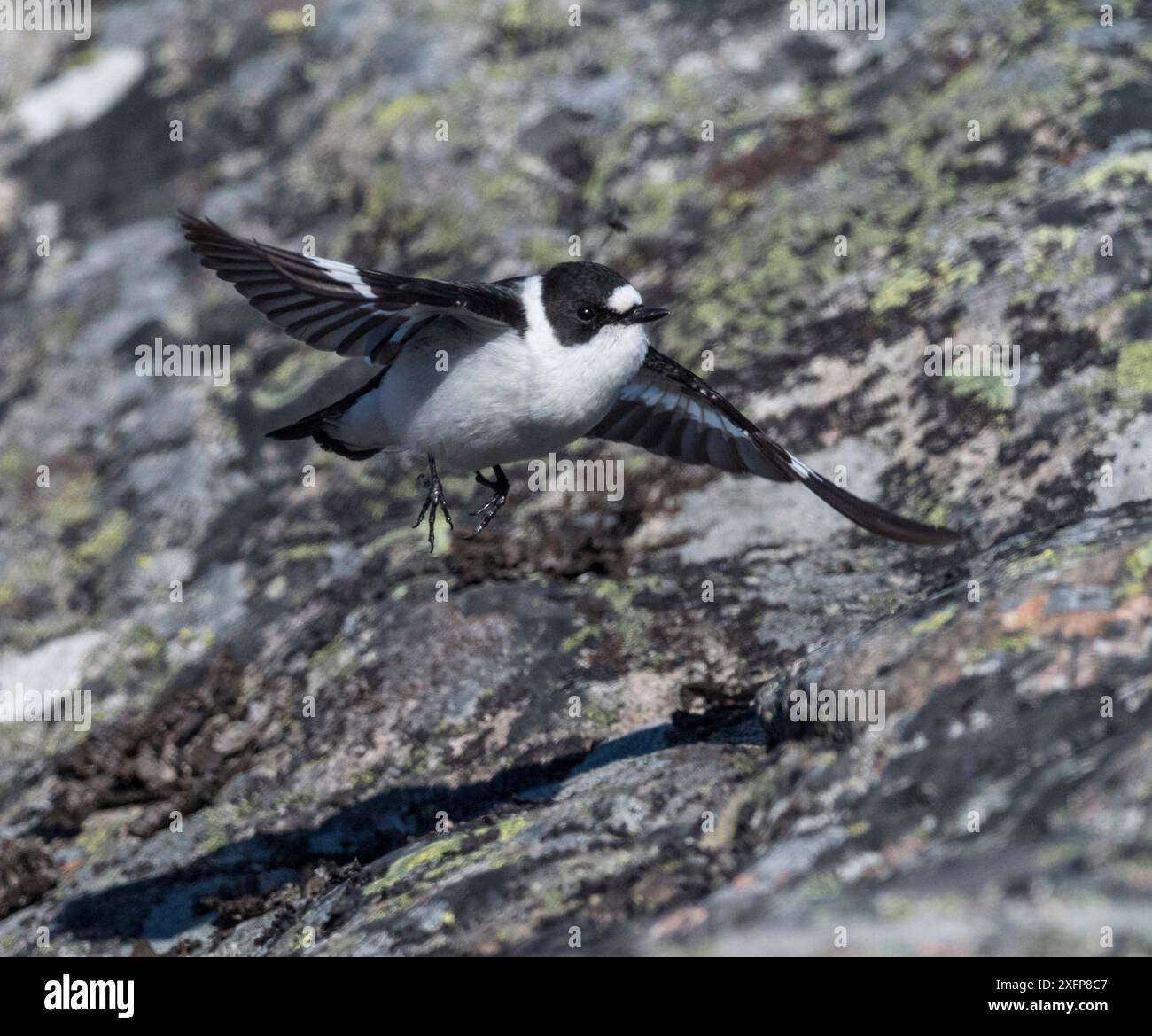 Collared flycatcher (Ficedula albicollis) male in flight, Finland, May ...