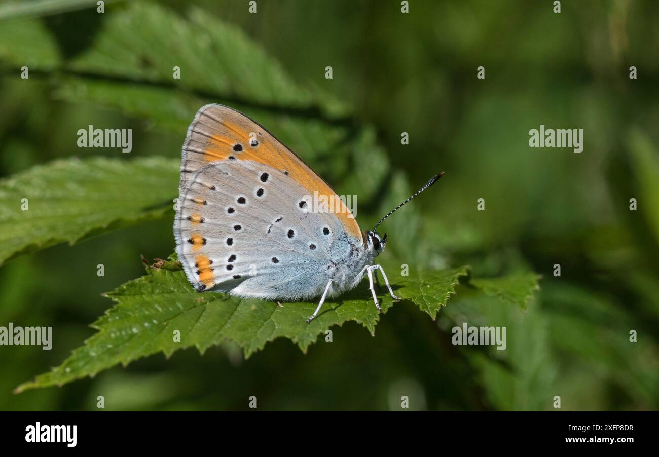 Large copper butterfly (Lycaena dispar), female showing under wing ...