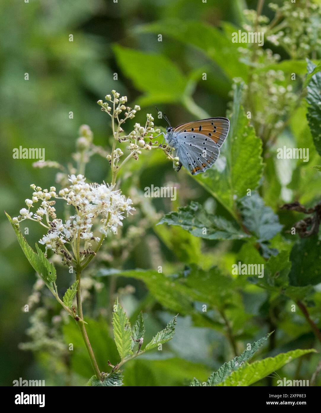 Female large copper lycaena dispar hi-res stock photography and images ...