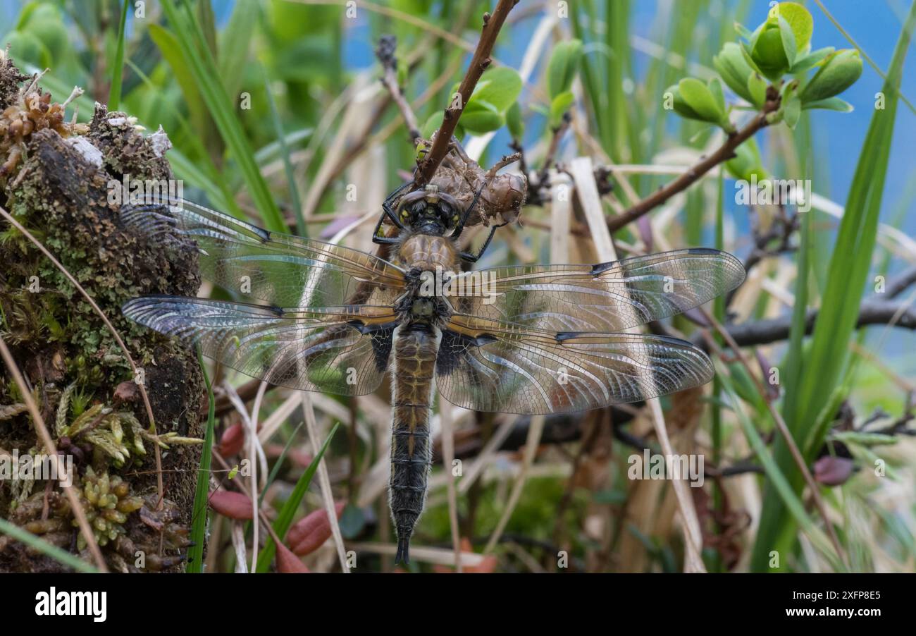 Four-spotted chaser dragonfly (Libellula quadrimaculata) just emerged ...