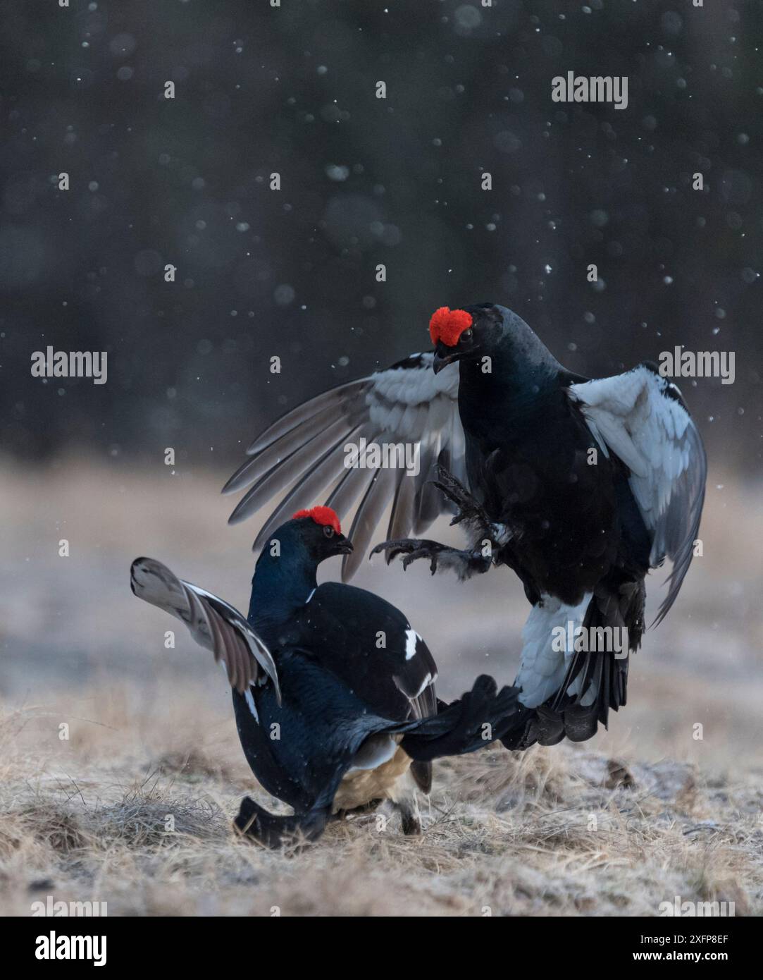 Lekking Black Grouses ( Lyrurus tetrix). Early morning. Russia Stock ...