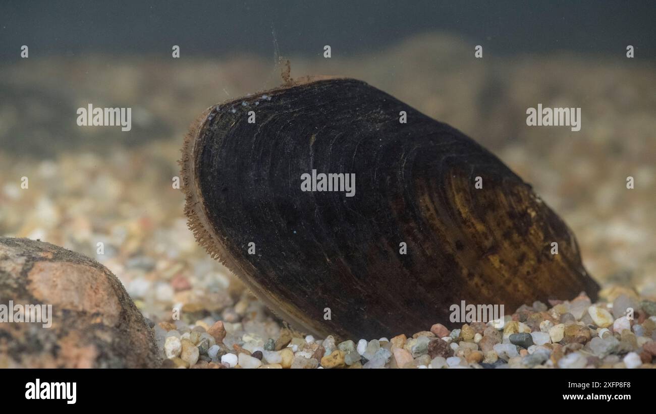 Freshwater pearl mussel (Margaritifera margaritifera), is an endangered ...