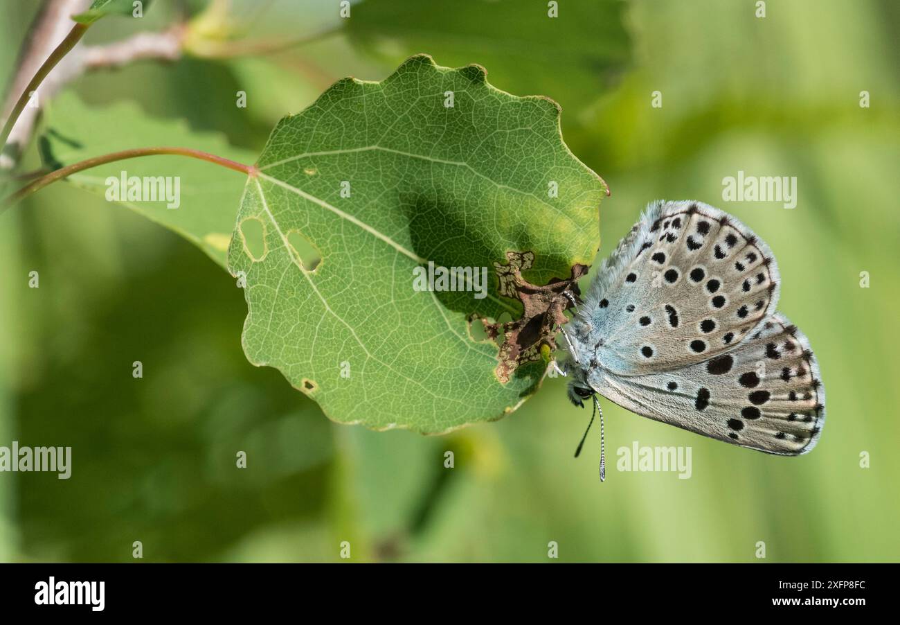 Large blue butterfly (Maculinea arion), female, Finland, July Stock ...