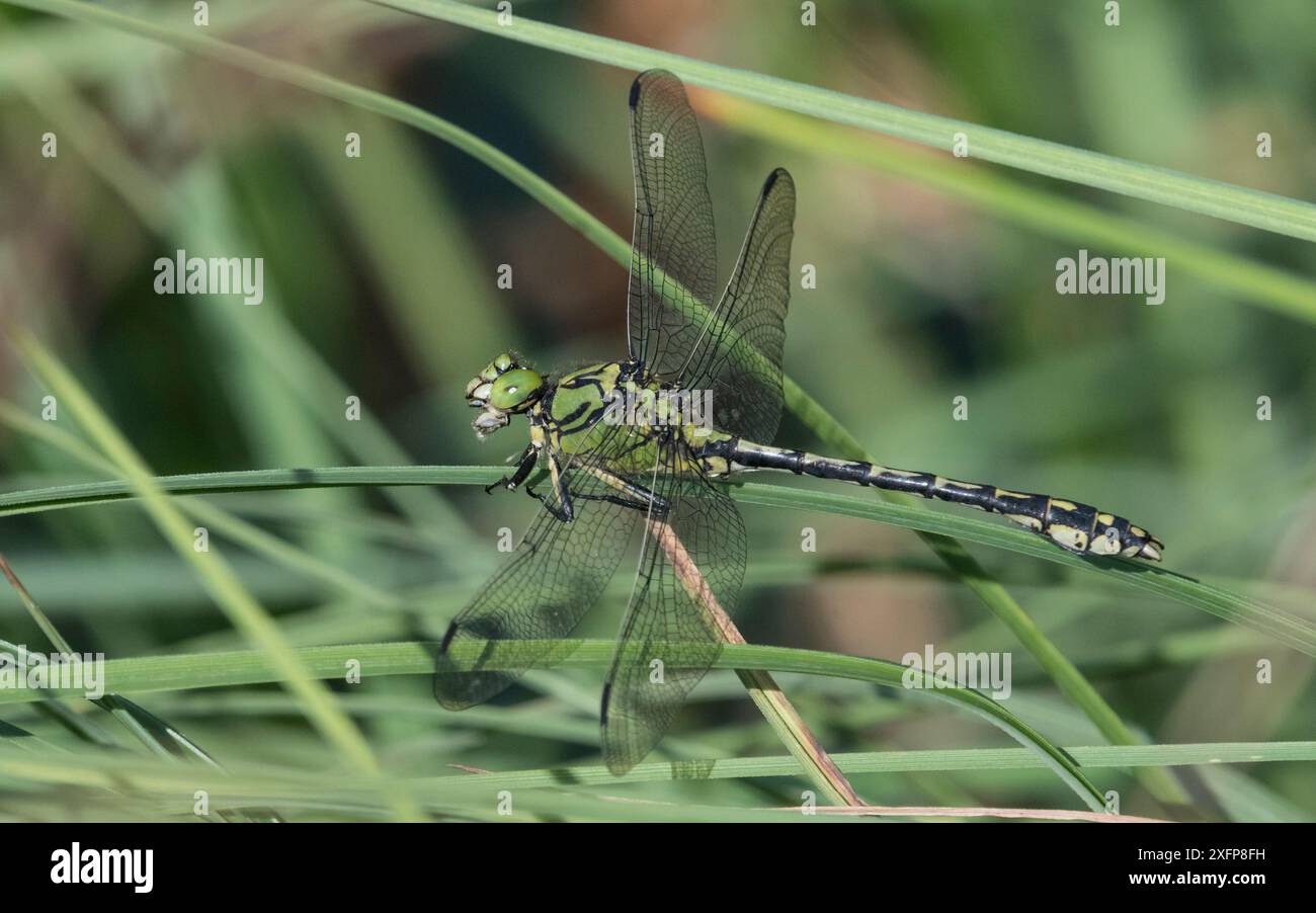 Cecilia ophiogomphus hi-res stock photography and images - Alamy
