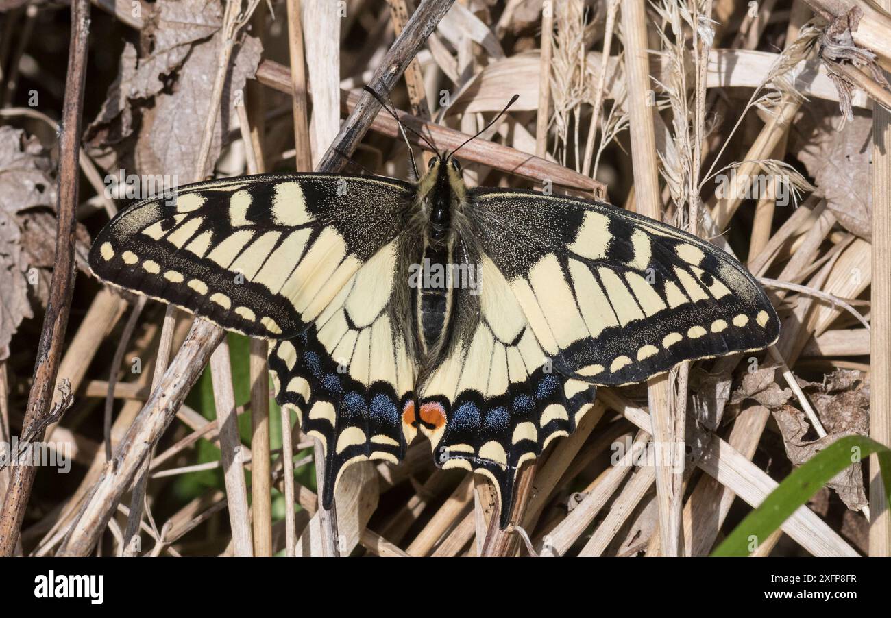 Swallowtail butterfly (Papilio machaon), Finland, June Stock Photo - Alamy