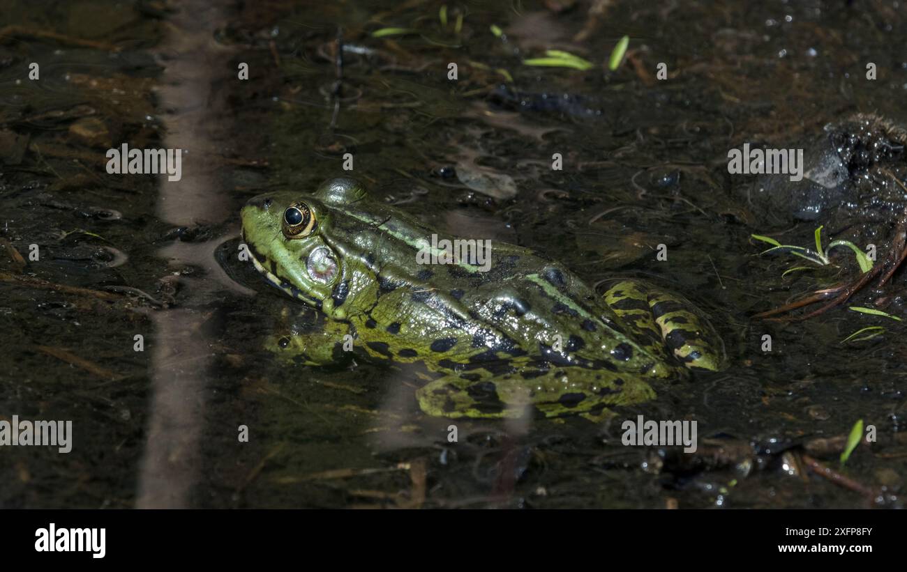 Edible frog (Pelophylax esculentus), female, Finland, June Stock Photo ...