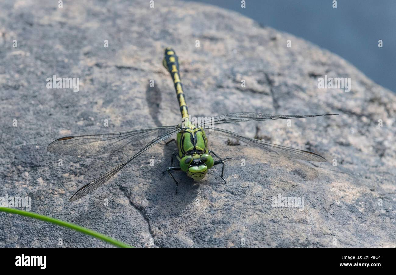 Green snaketail dragonfly (Ophiogomphus cecilia), male, Finland, August ...