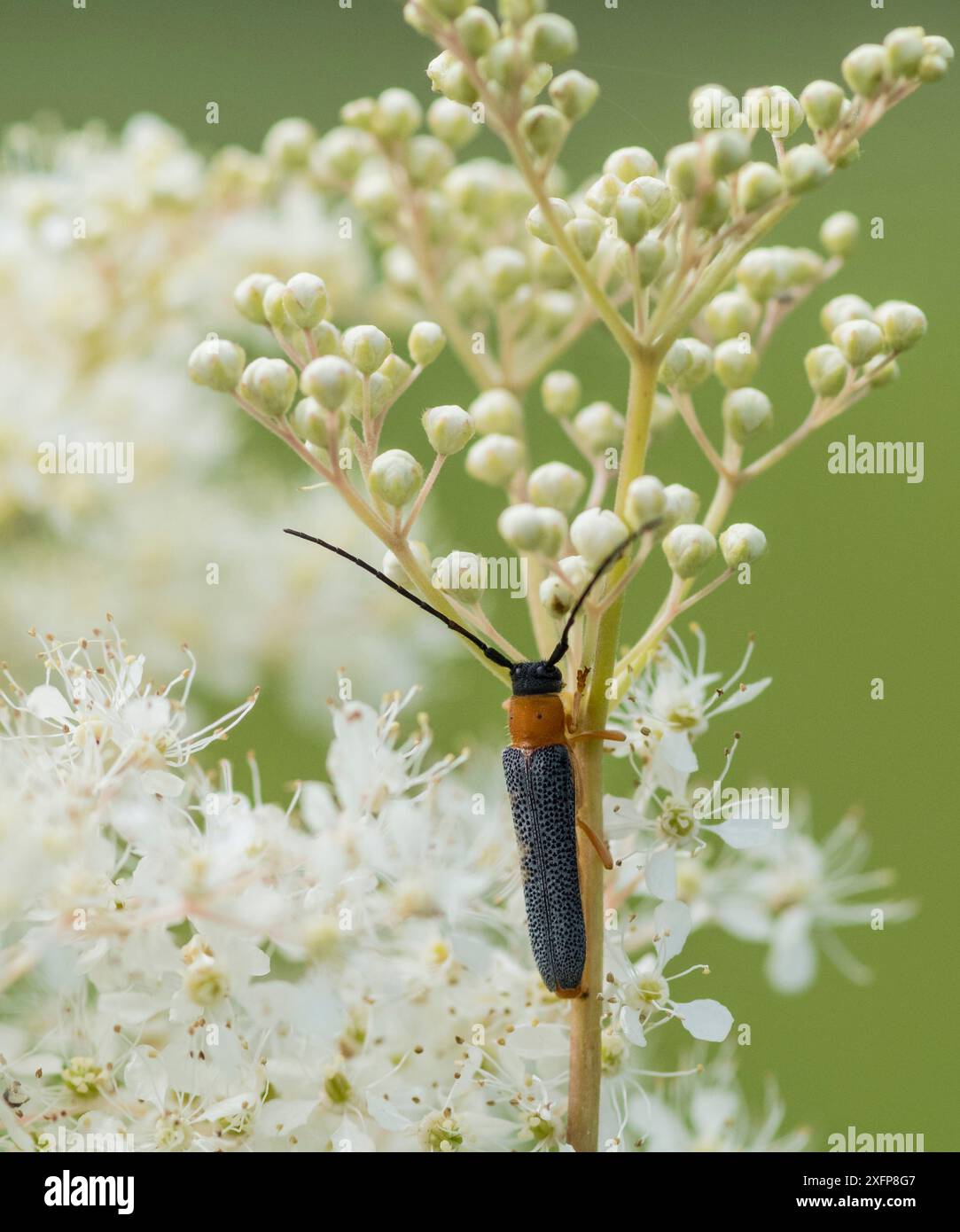 Twin spot longhorn beetle (Oberea oculata), on Meadowsweet (Filipendula ...
