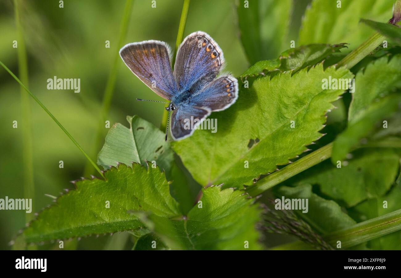 Common blue butterfly (Plebeius icarus), female, Finland, July Stock ...