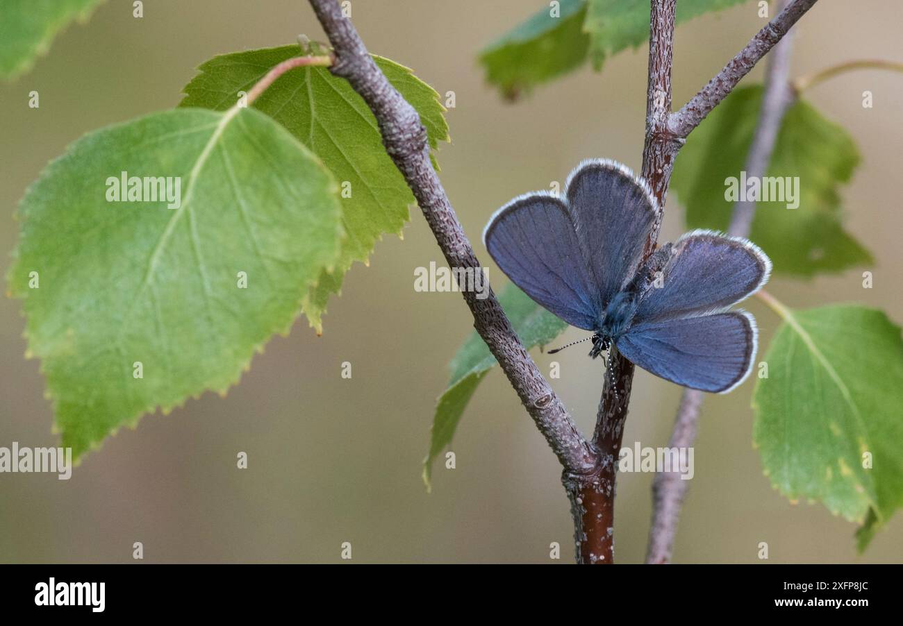 Cranberry blue butterfly (Plebeius optilete), male, Finland, July Stock ...