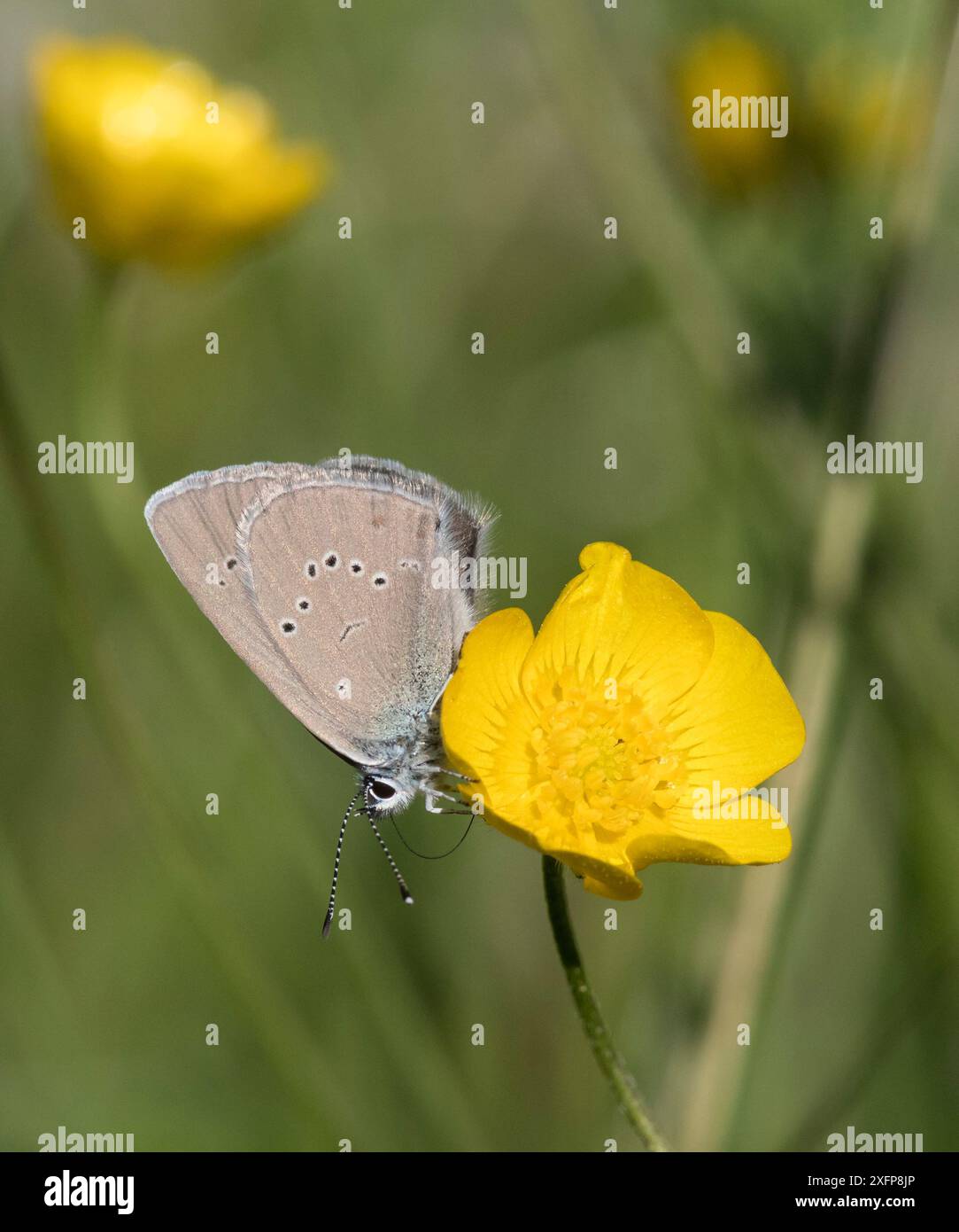 The mazarine blue butterfly hi-res stock photography and images - Alamy